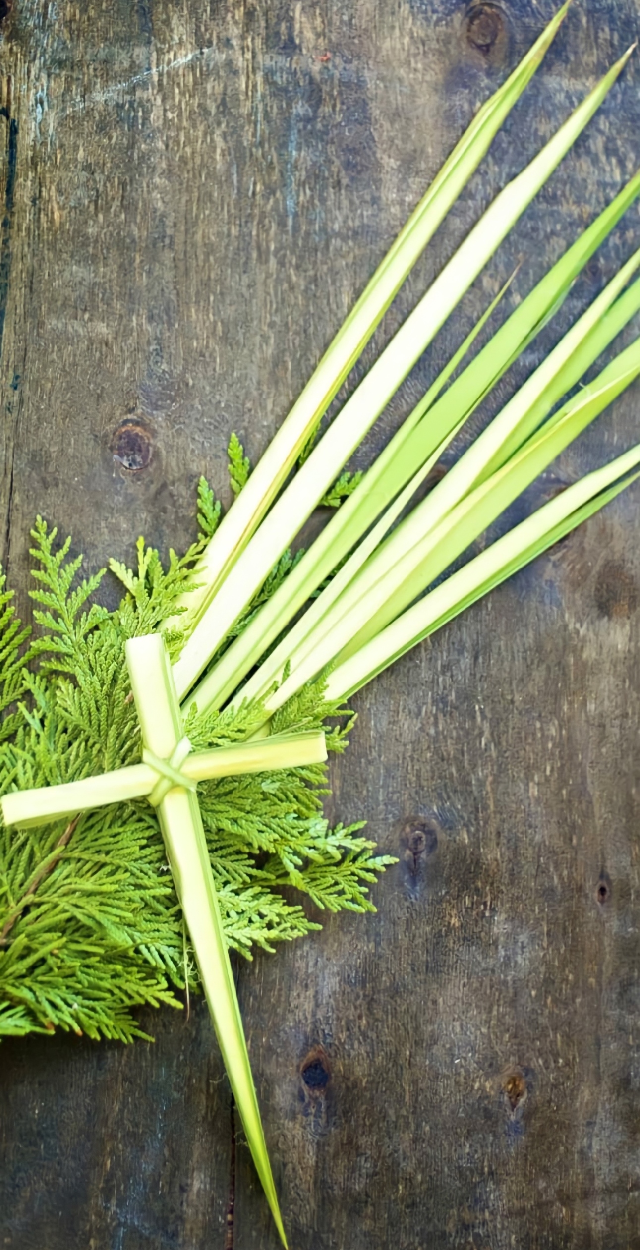 Palm Sunday HD Photography – Nelson MCBS